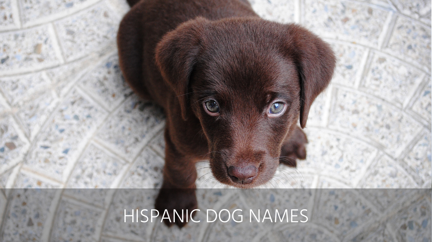 Ultimate List Of The Top 300 Spanish Dog Names Funny Cool Popular ultimate-list-of-the-top-300-spanish-dog-names-funny-cool-popular