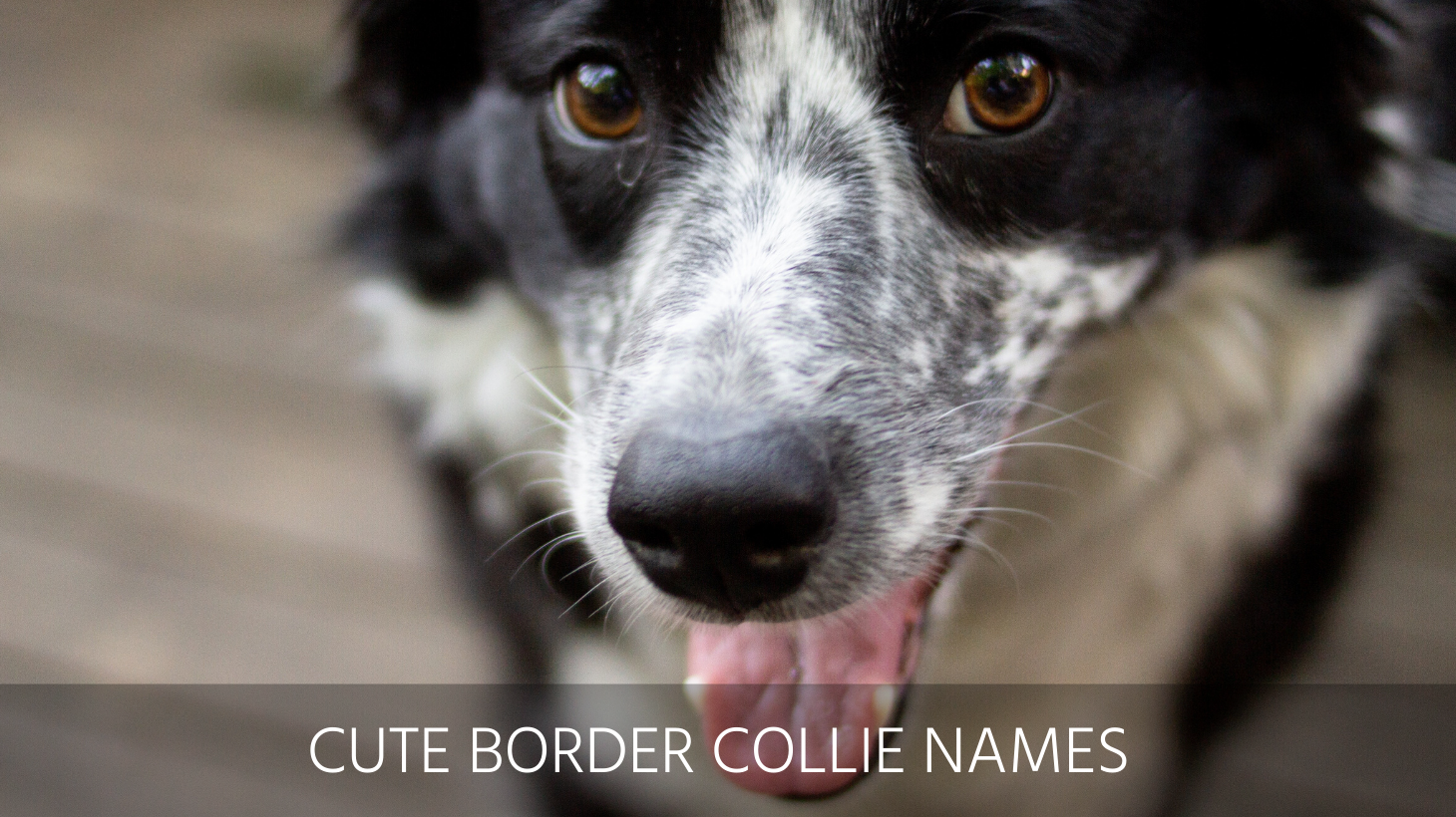 Ultimate List Of The Top 300+ Border Collie Dog Names – Cute And ... Ultimate List Of The Top 300+ Border Collie Dog Names – Cute And ...